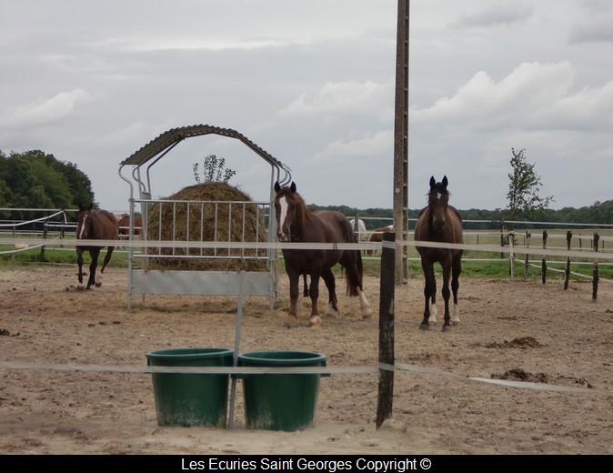 Chevaux au paddock (Alicour, Ty-breizh et Roi) | Les Ecuries Saint Georges